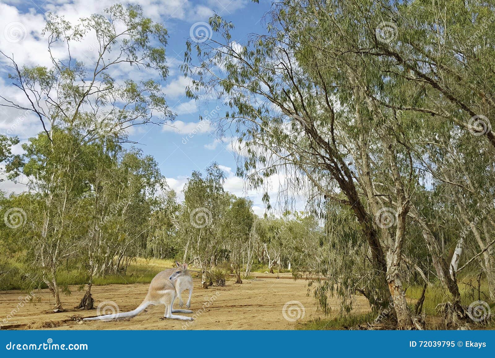 Kangaroo in Australian Bush Stock Image - Image of lonely, wildlife ...