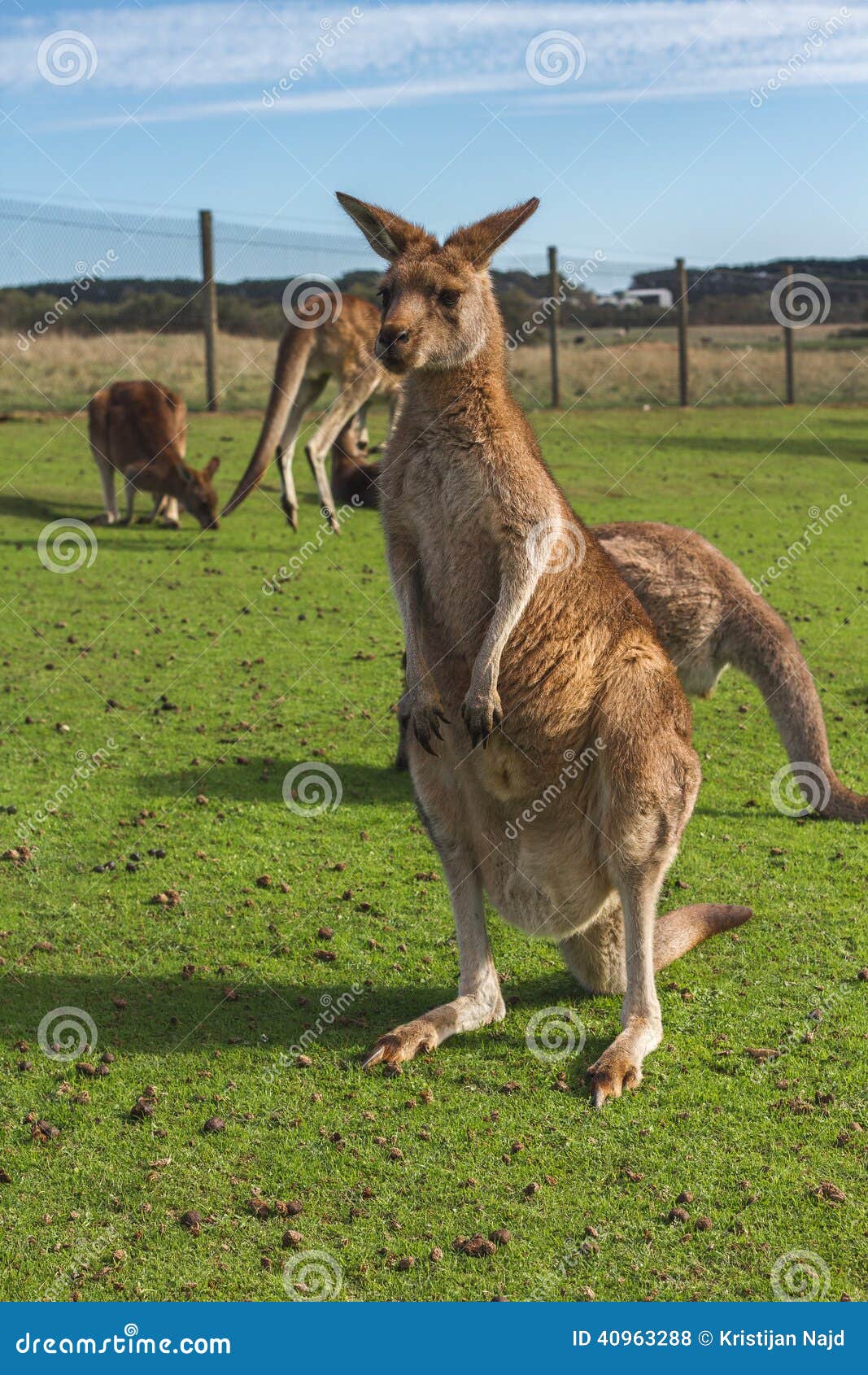 Kangaroo in the Australian Outback Stock Photo - Image of little ...