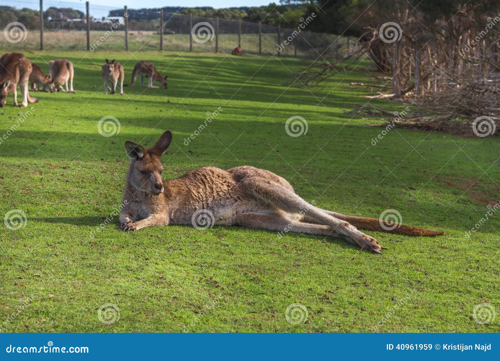 Kangaroo in the Australian Outback Stock Image - Image of tree, brown ...