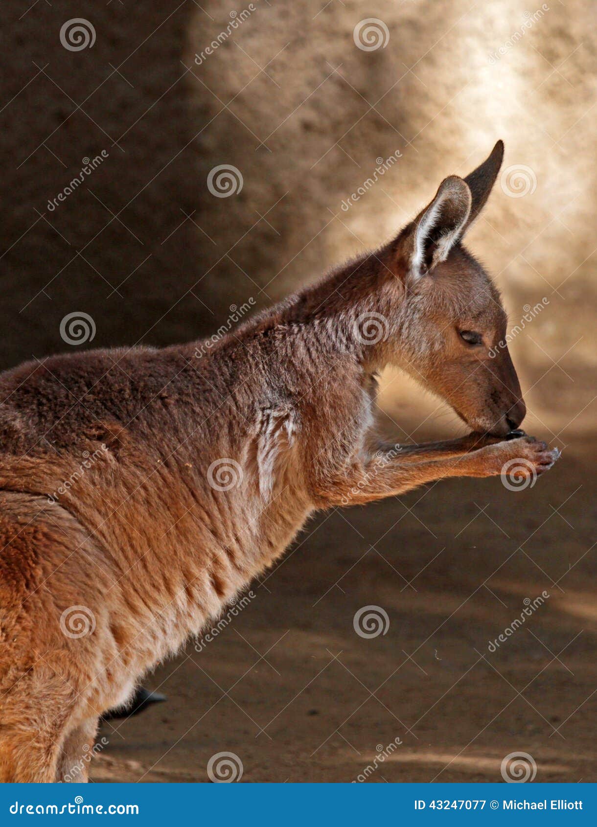 Kangaroo stock image. Image of jumper, australia, claws - 43247077