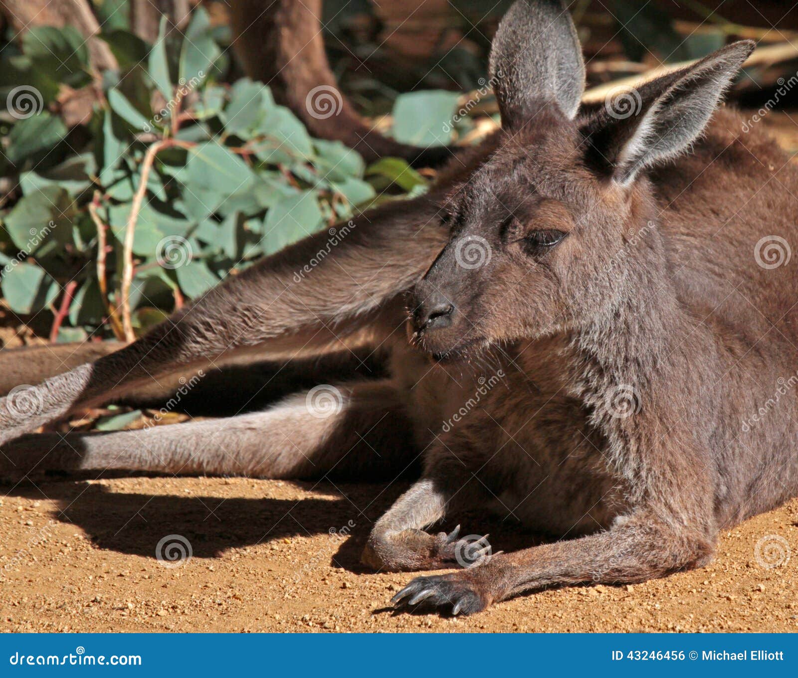 Kangaroo stock photo. Image of australian, pouch, hopper - 43246456
