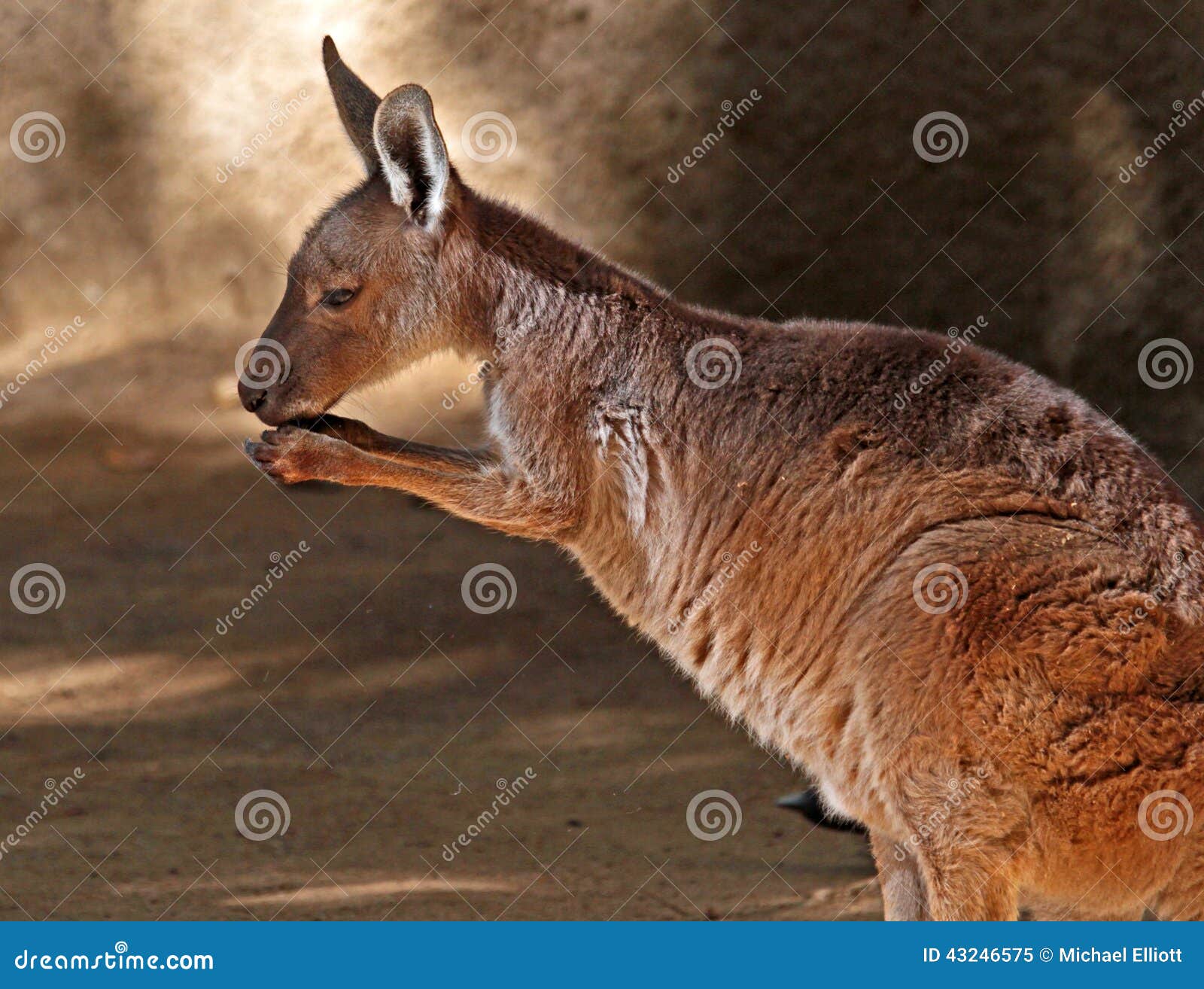 Kangaroo stock image. Image of look, gray, contentment - 43246575