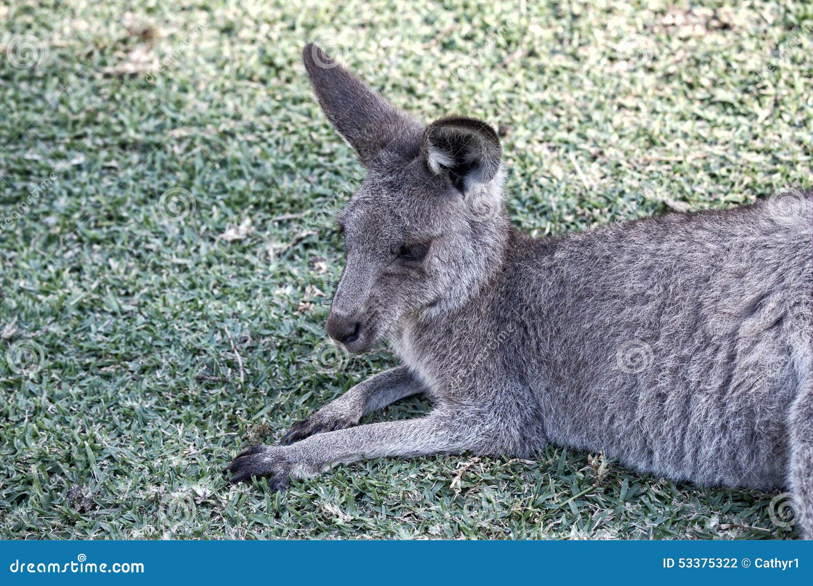 Kangaroo stock photo. Image of sitting, emblem, kangaroo - 53375322