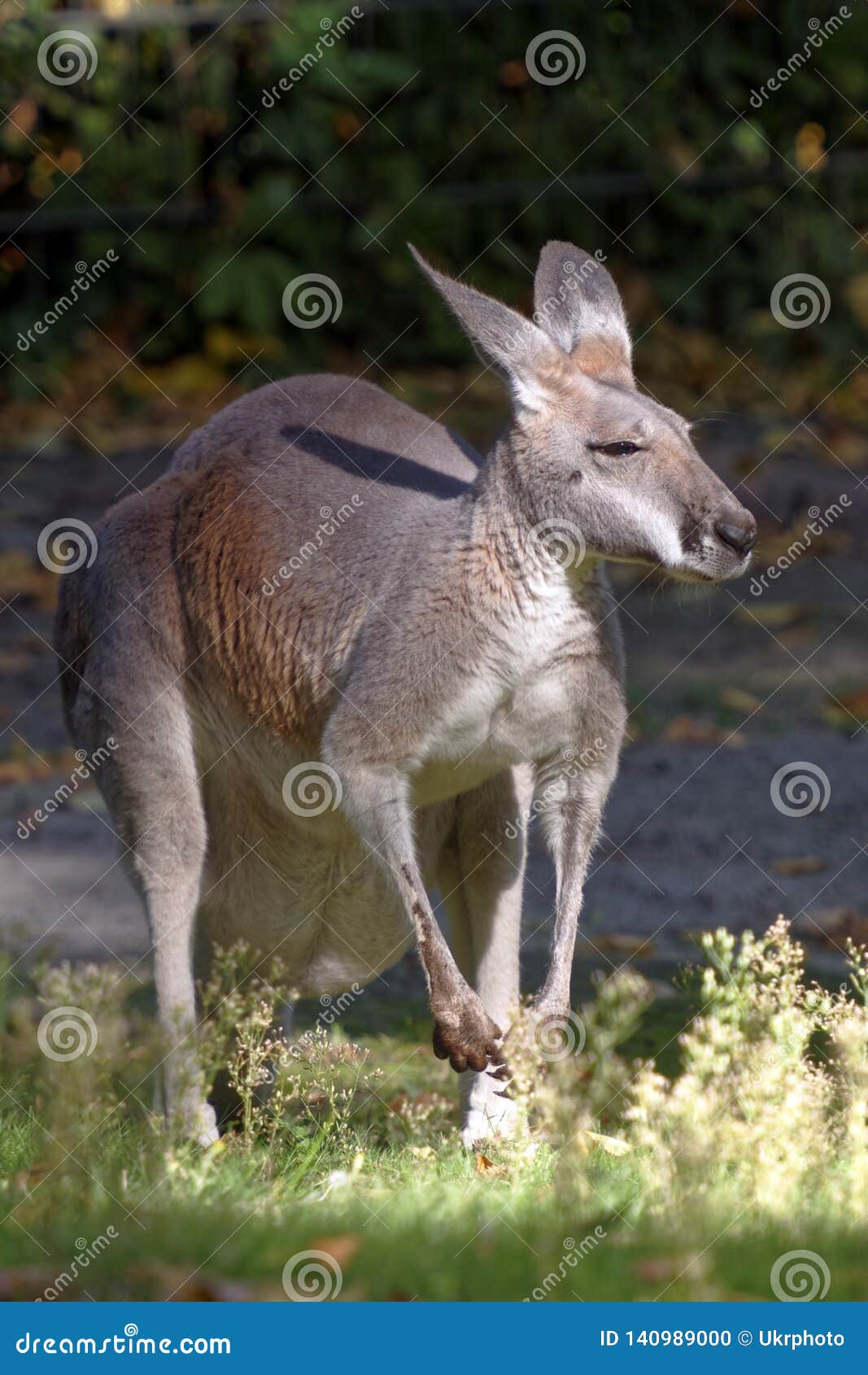 Kangaroo stock photo. Image of macropod, outdoors, closeup - 140989000