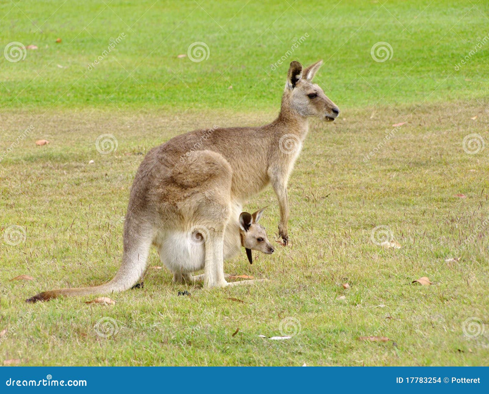 Kangaroo With Baby Stock Images - Image: 17783254