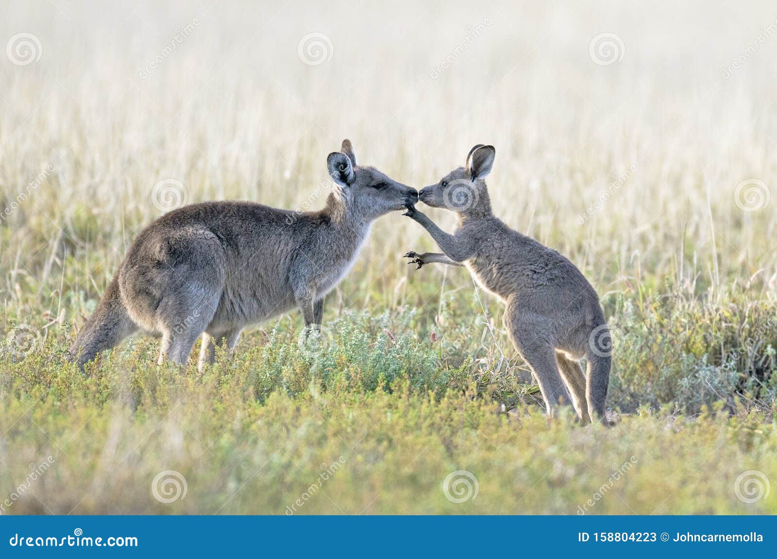 Baby Joey Kangaroo Side On Near The Bush On The Beach At Lucky Bay ...