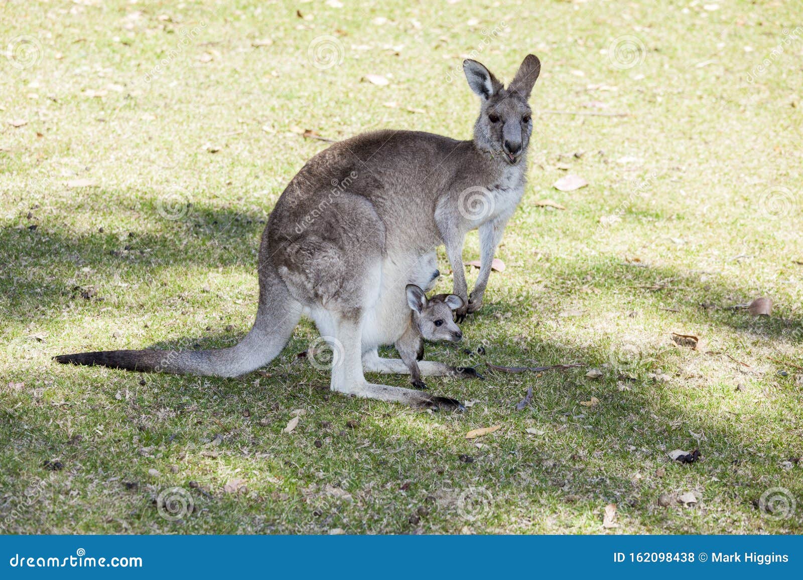 Kangaroo with baby stock photo. Image of cull, australian - 162098438