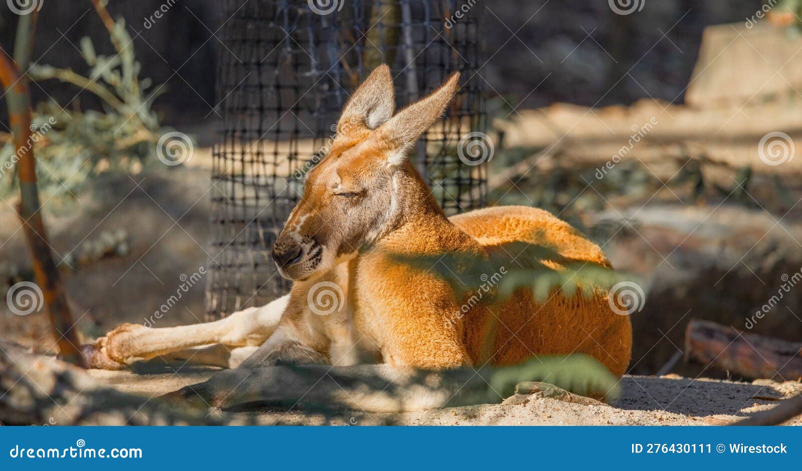 Kangaroo Basking in the Sun, Reclining on the Ground with a Peaceful ...