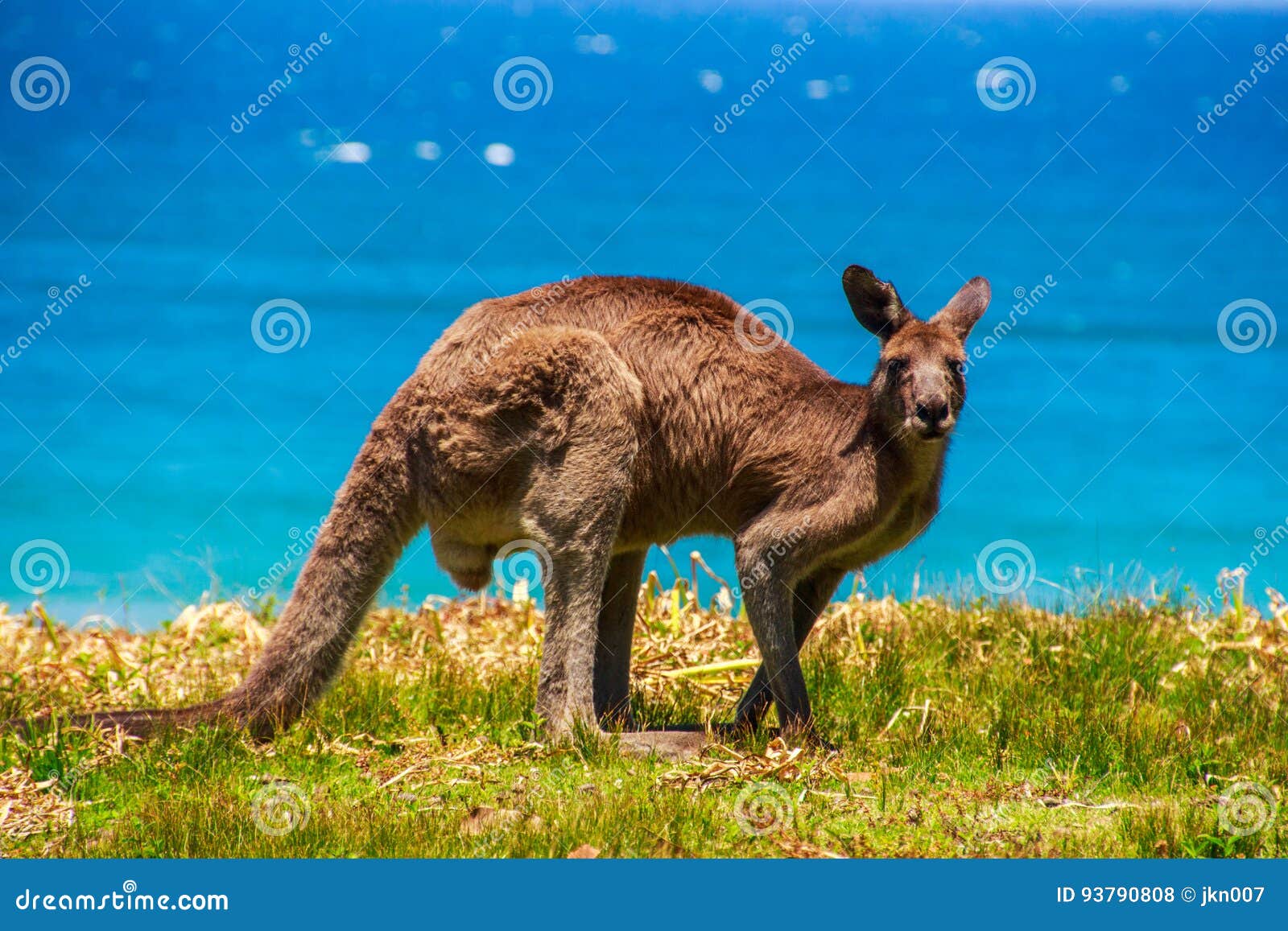 Kangaroo on the Beach stock photo. Image of summer, tourism - 93790808