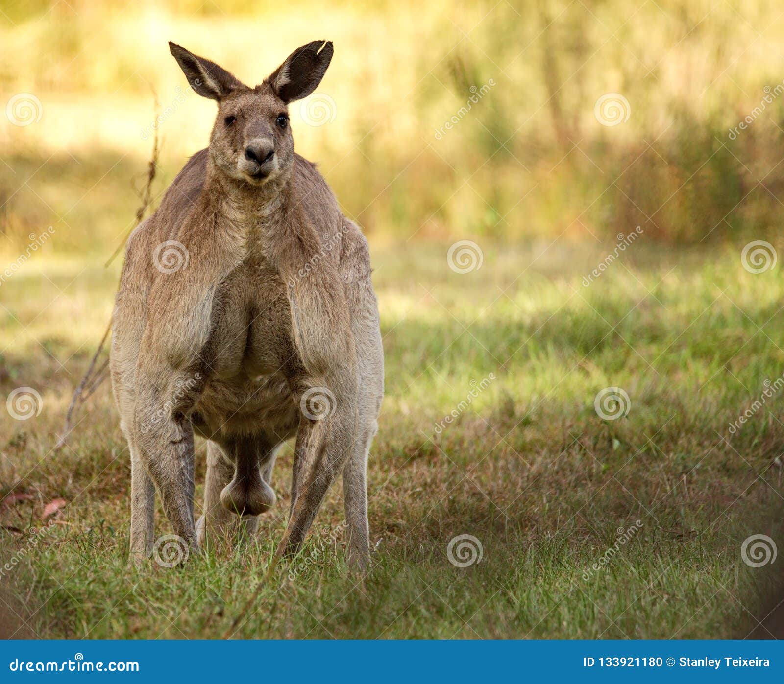 Kangaroo stock photo. Image of bush, wildlife, australian - 133921180
