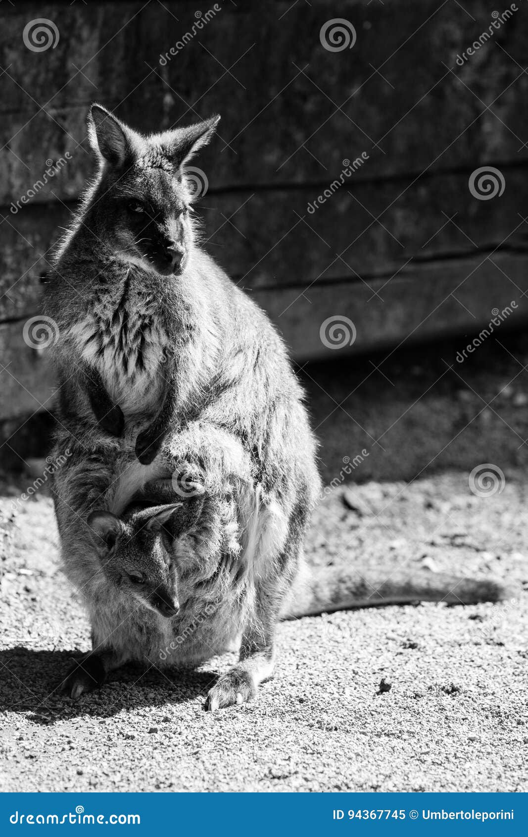 Kangaroo Black and White Animals Portraits Stock Image - Image of ...