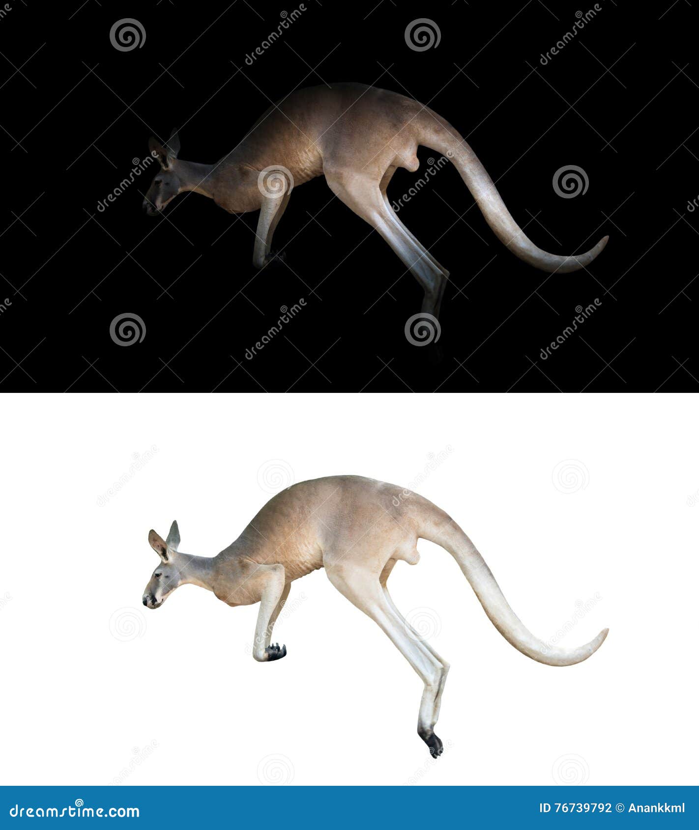 Kangaroo on Black and White Background Stock Photo - Image of black ...