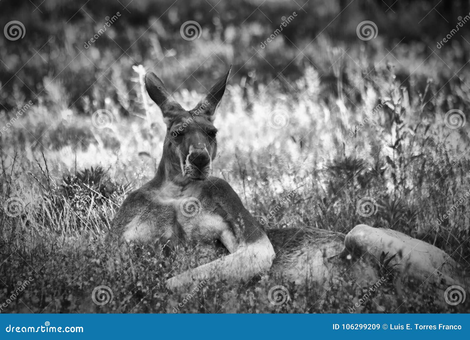 The Kangaroo Black And White Royalty-Free Stock Photography ...