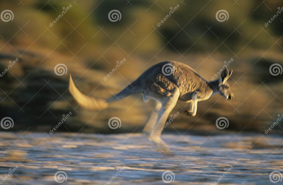 Kangaroo Bouncing through Desert Stock Image - Image of ocean, animal ...