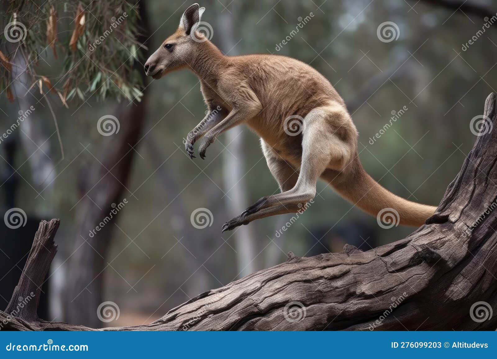 Kangaroo Bouncing High in the Air, Leaping from One Branch To Another ...