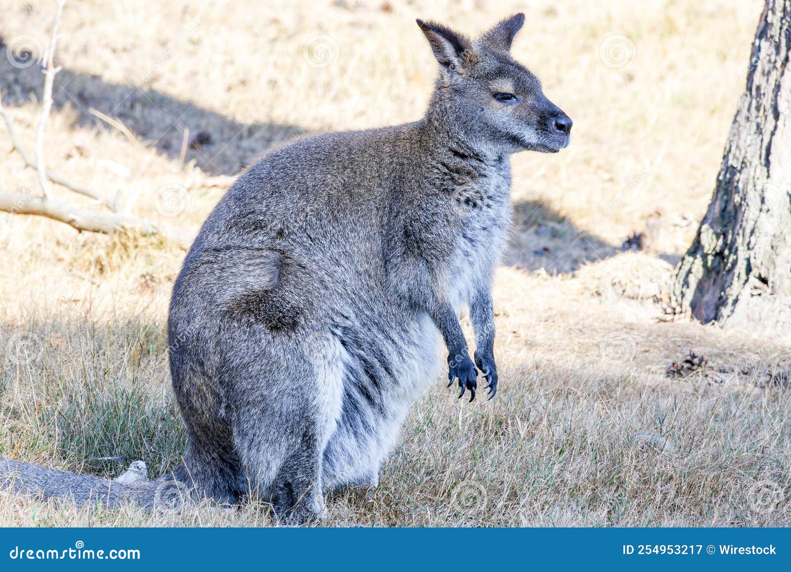 Macropus Rufogriseus Bennett Kangaroo Bouncing in the Sun Stock Image ...