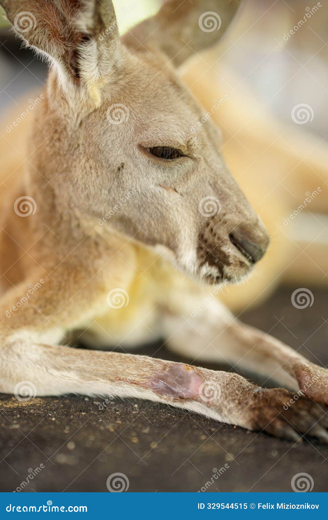 Kangaroo with Burn Scars from Fire Stock Image - Image of scars, burn ...