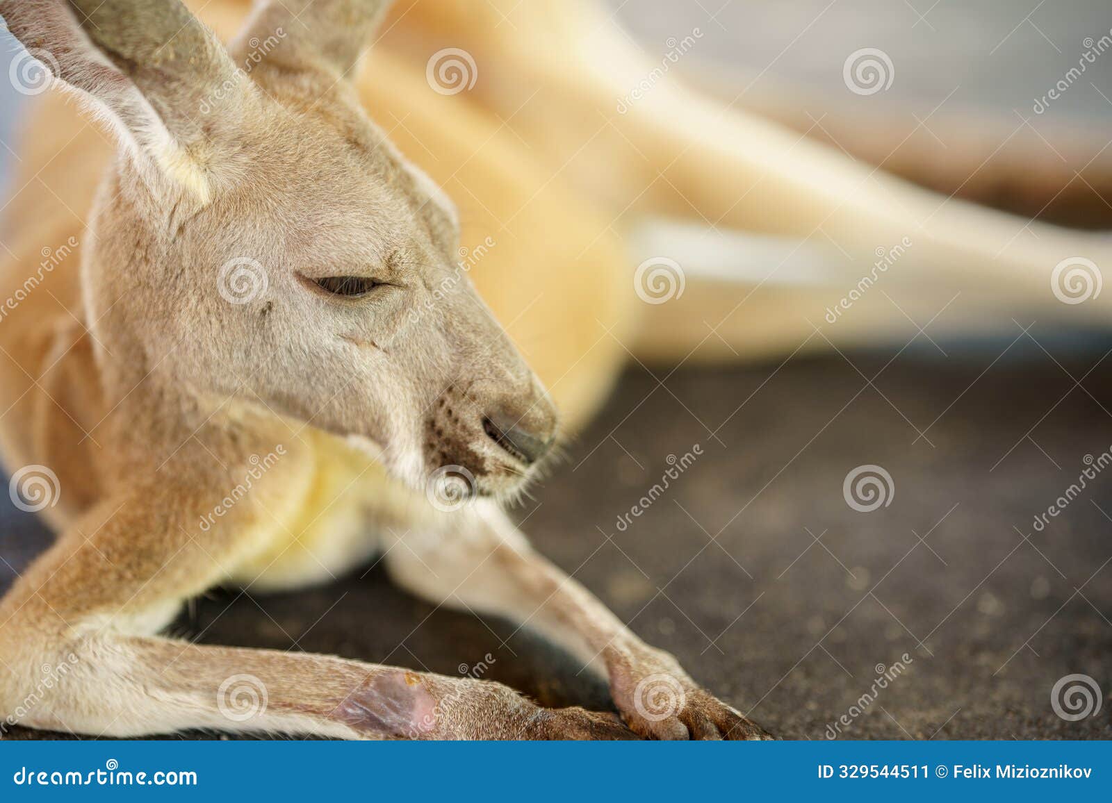 Kangaroo with Burn Scars from Fire Stock Image - Image of scar, fire ...