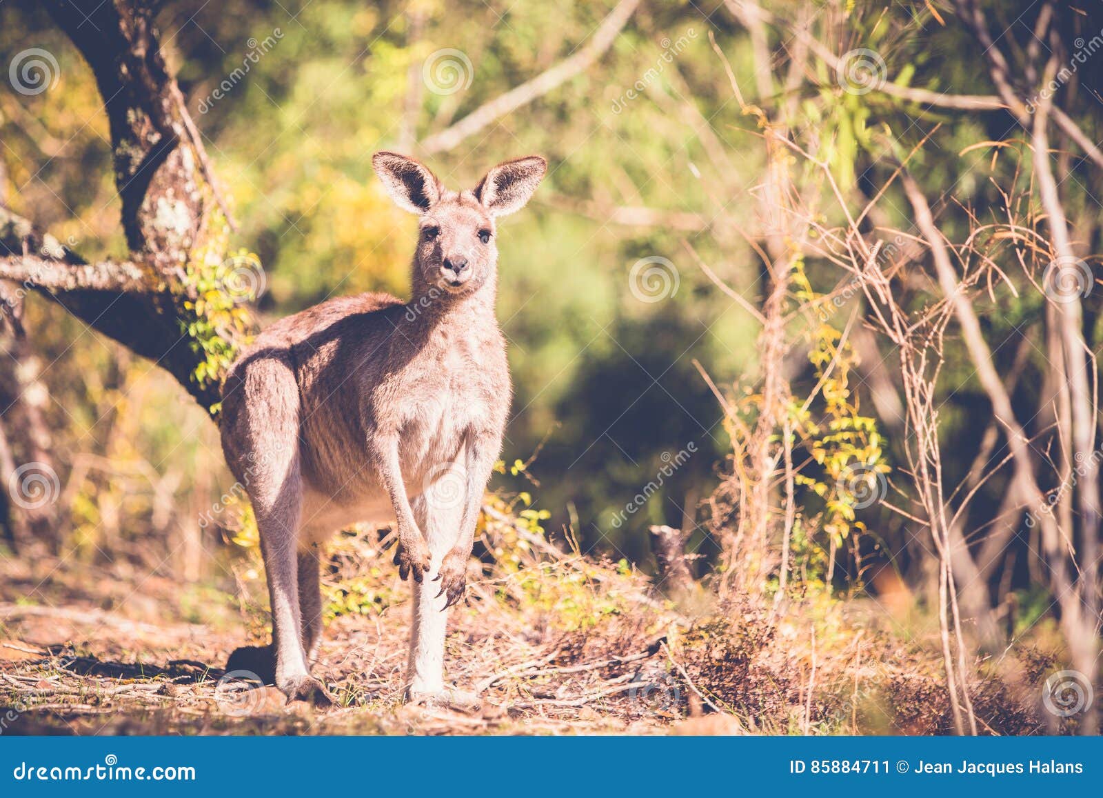 Kangaroo stock image. Image of wildlife, wild, landscape - 85884711