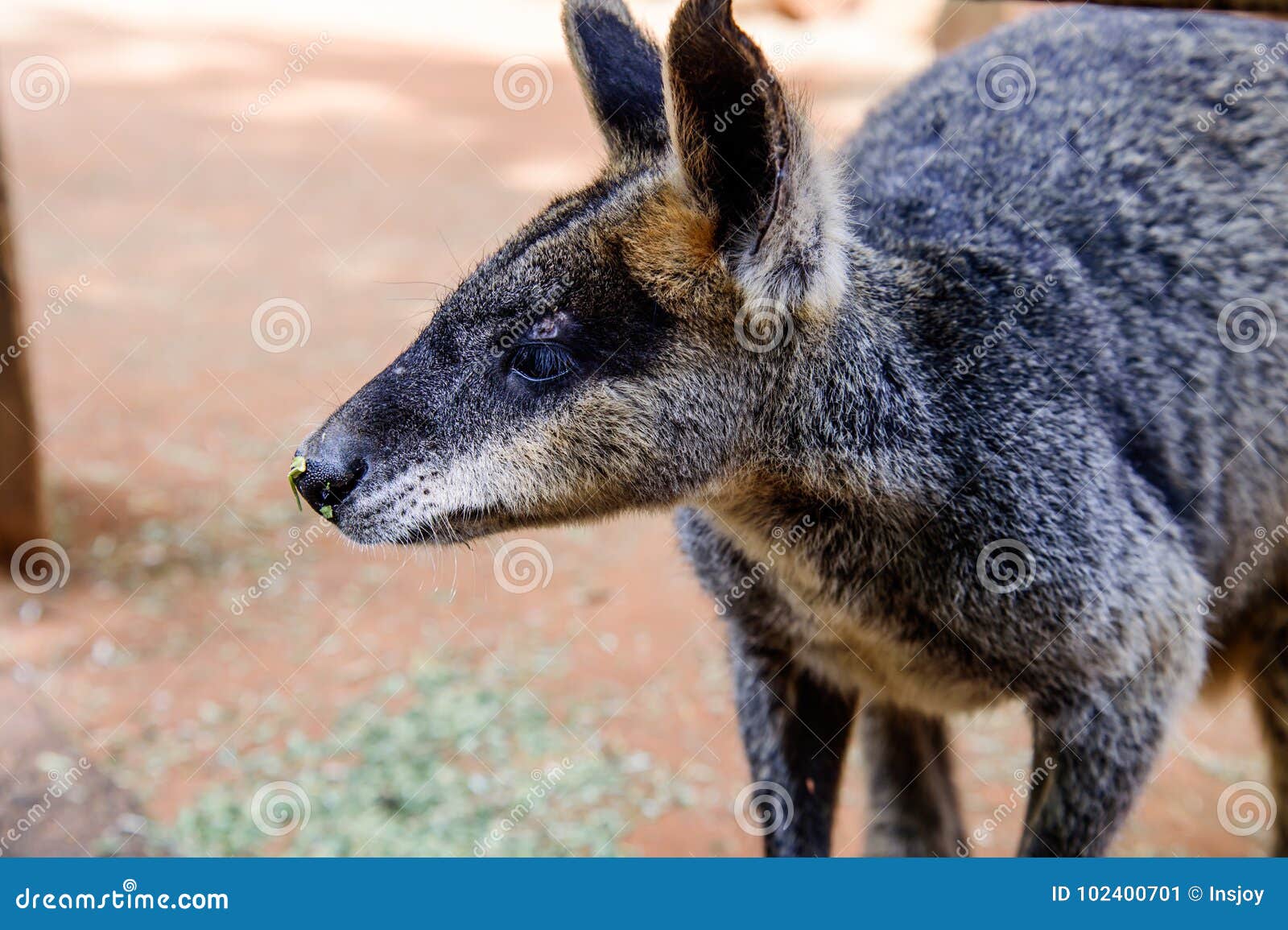 Kangaroo stock image. Image of landmark, downunder, cloud - 102400701