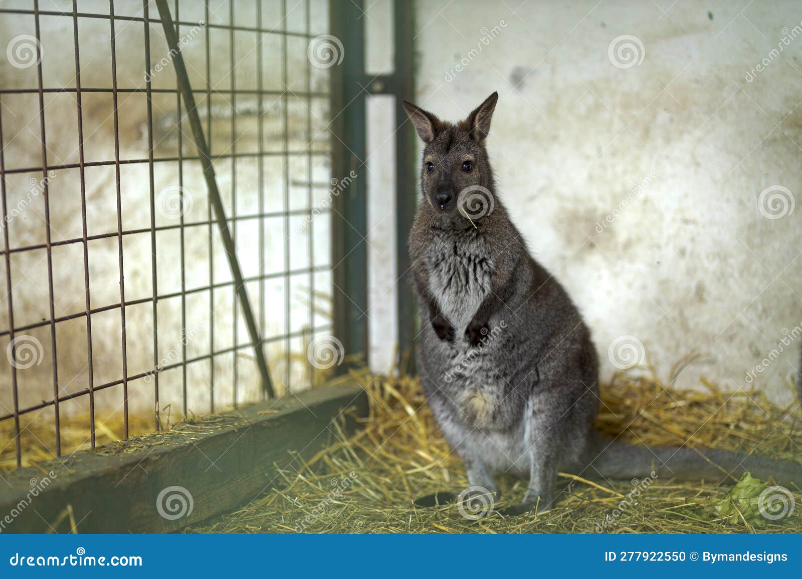 Kangaroo in captivity stock photo. Image of aussie, face - 277922550
