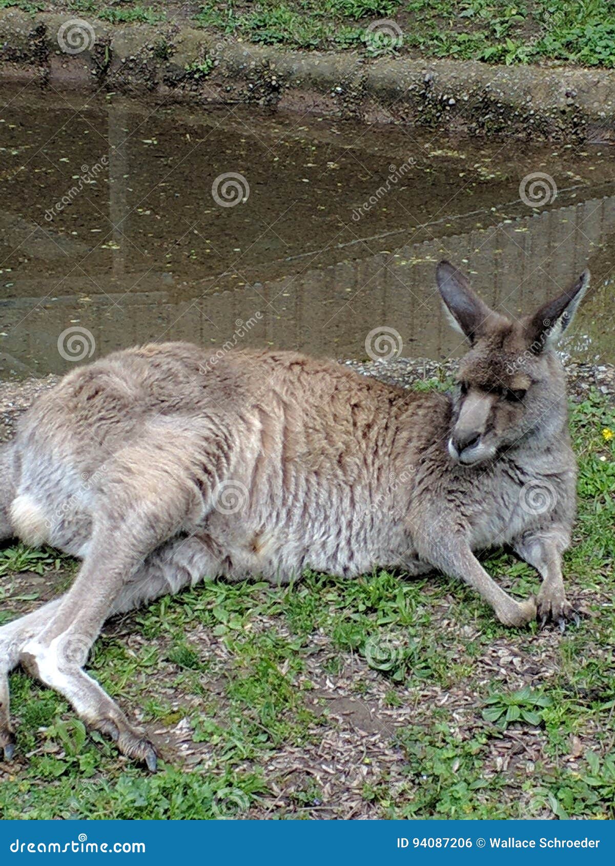 Kangaroo chillin. stock photo. Image of grass, sitting - 94087206
