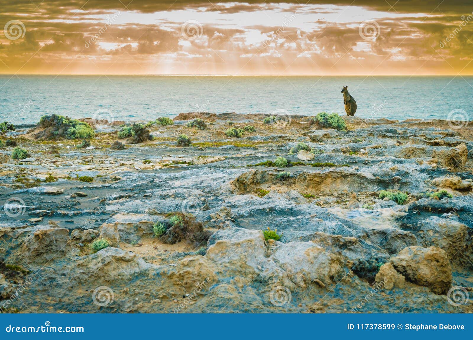 Kangaroo Chilling by the Sea at Sunset in Australia Stock Image - Image ...