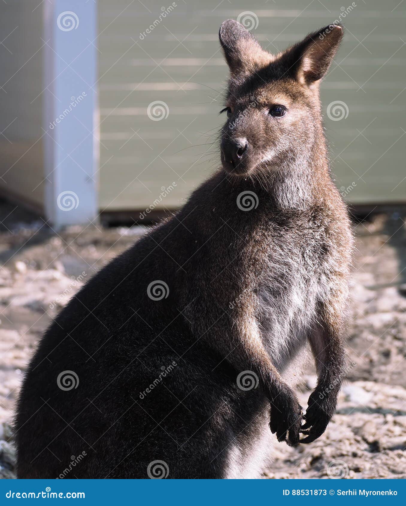 Kangaroo Close-up Looking Back Stock Image - Image of wilderness, brown ...