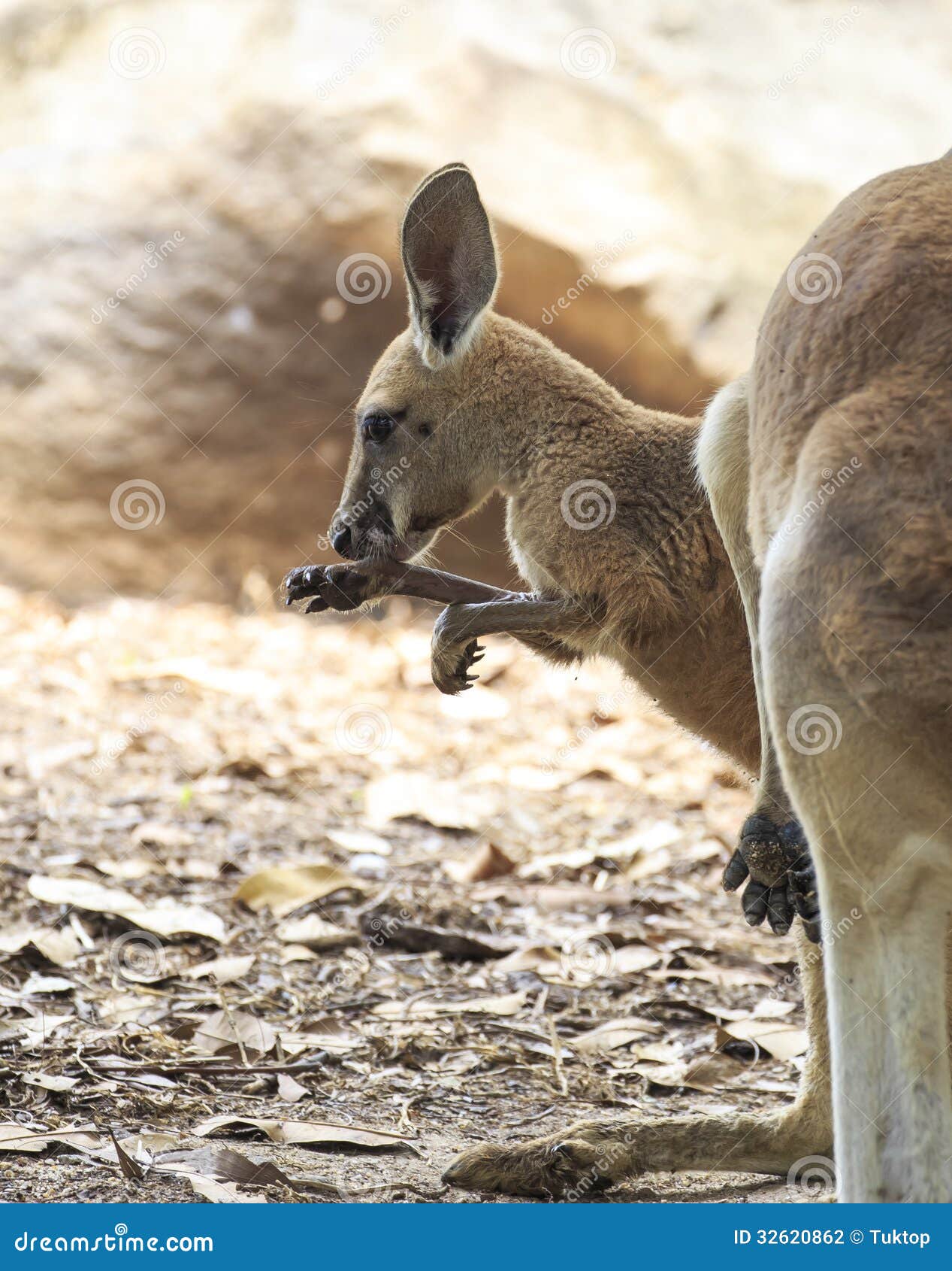 Kangaroo stock photo. Image of australia, nature, tail - 32620862