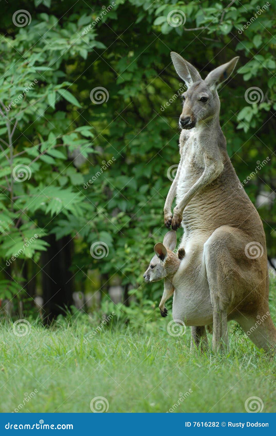 Kangaroo and Company stock photo. Image of pouch, baby - 7616282