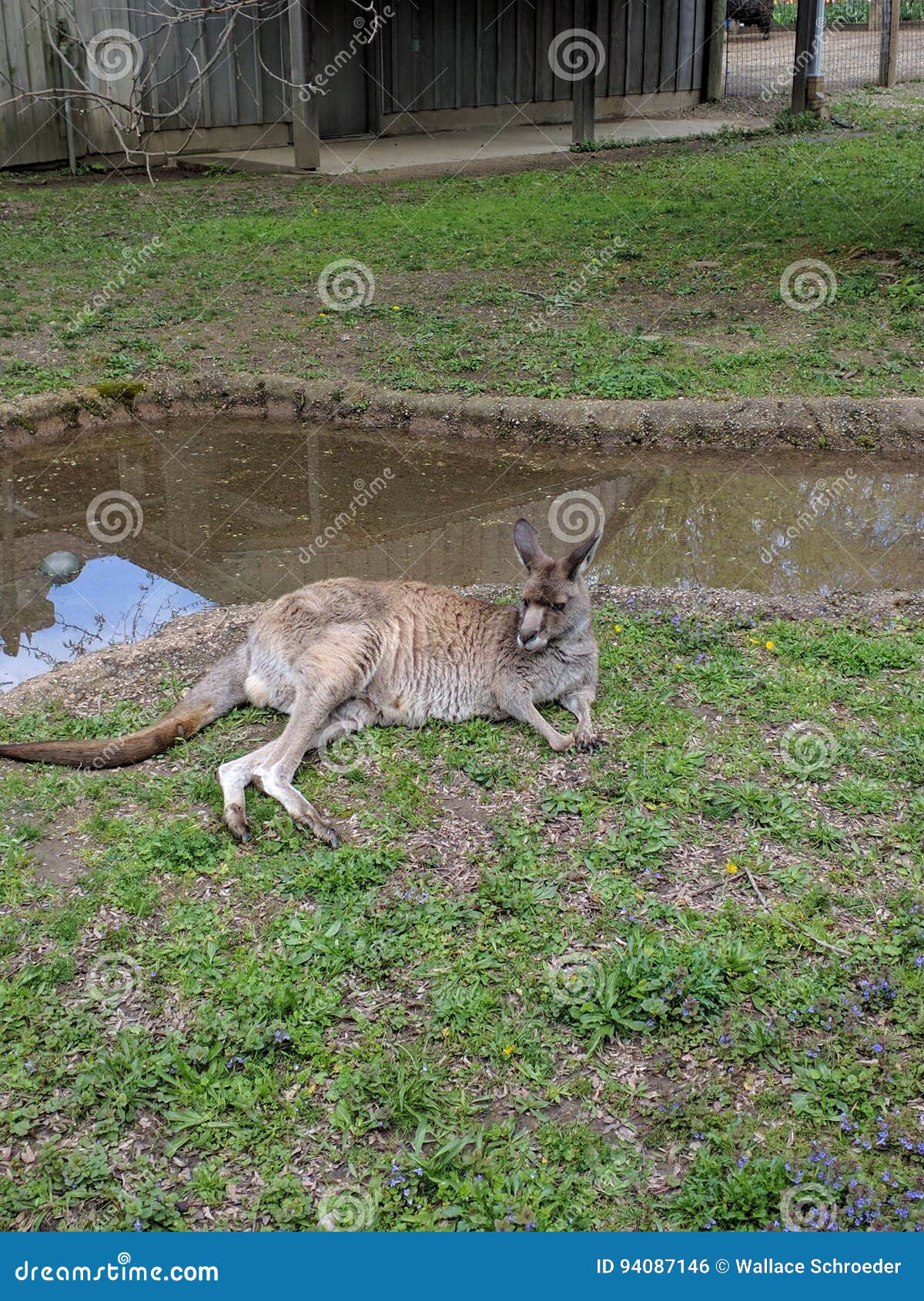 Kangaroo Cool stock photo. Image of kangaroo, cool, chillin - 94087146