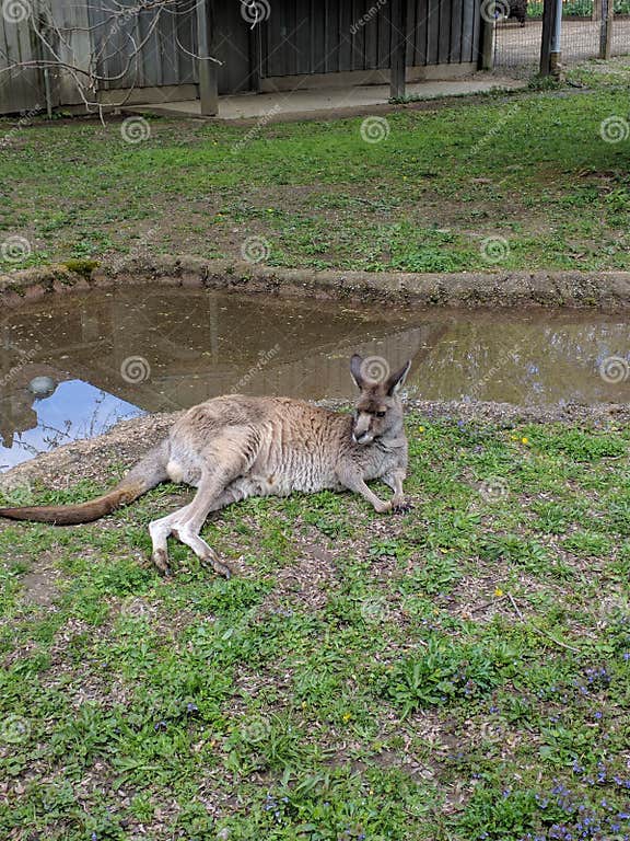 Kangaroo Cool stock photo. Image of kangaroo, cool, chillin - 94087146