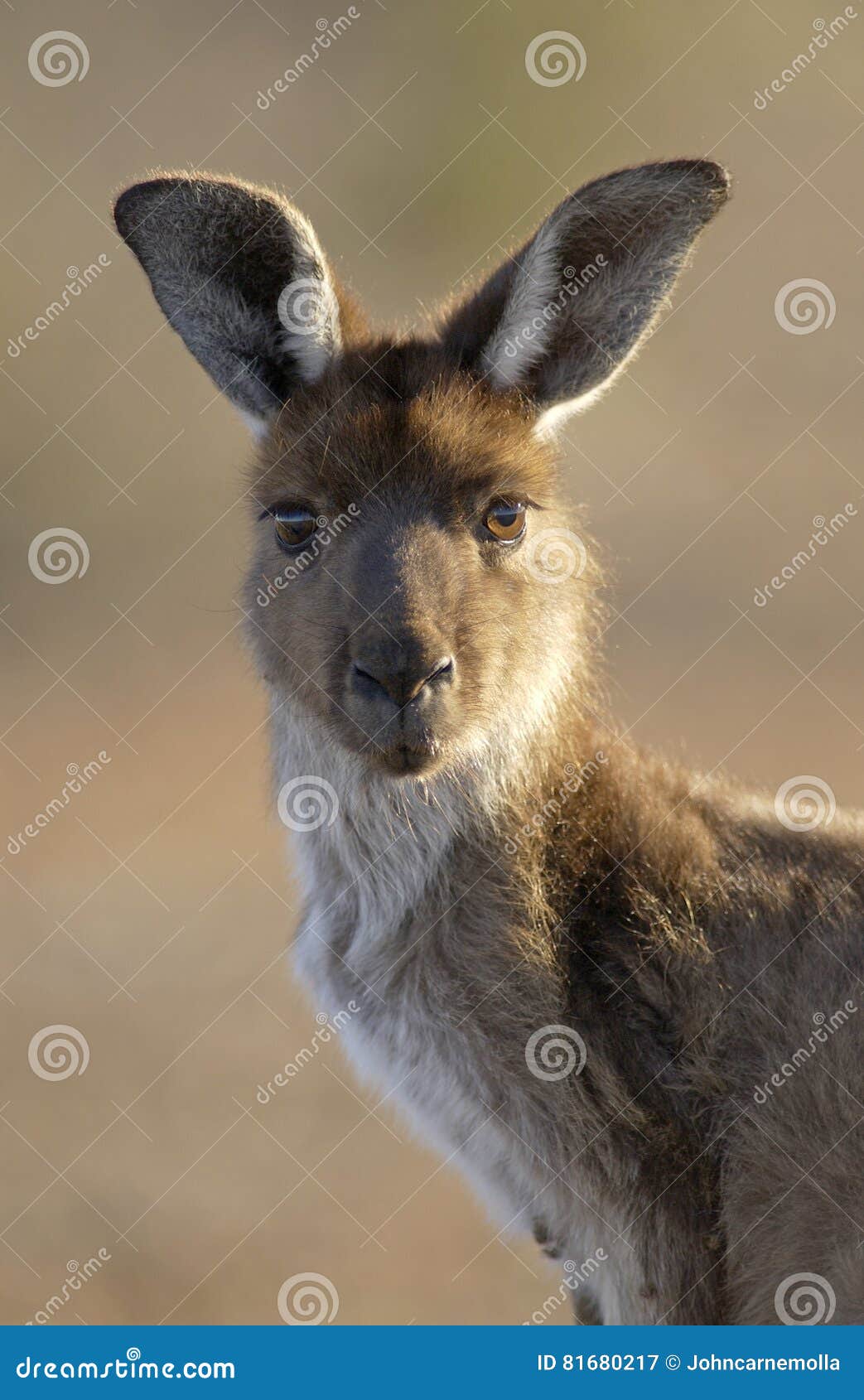 Kangaroo crossing road stock image. Image of road, wildlife - 81680217