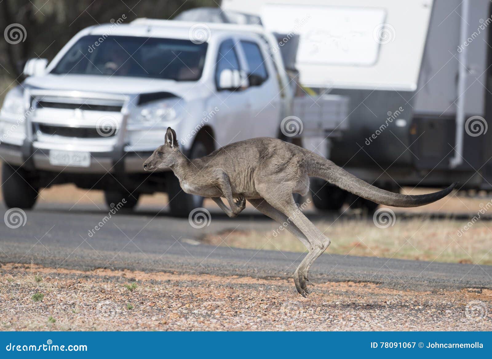 Kangaroo crossing road stock image. Image of australia - 78091067