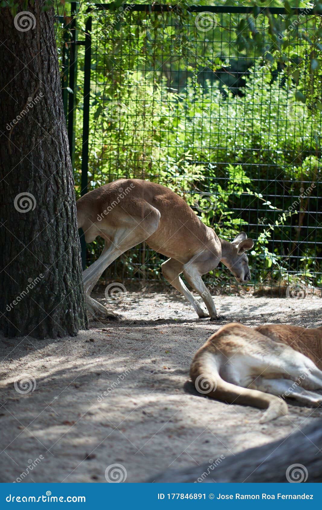 Kangaroo Crouching in Nature Reserve Stock Image - Image of fauna ...