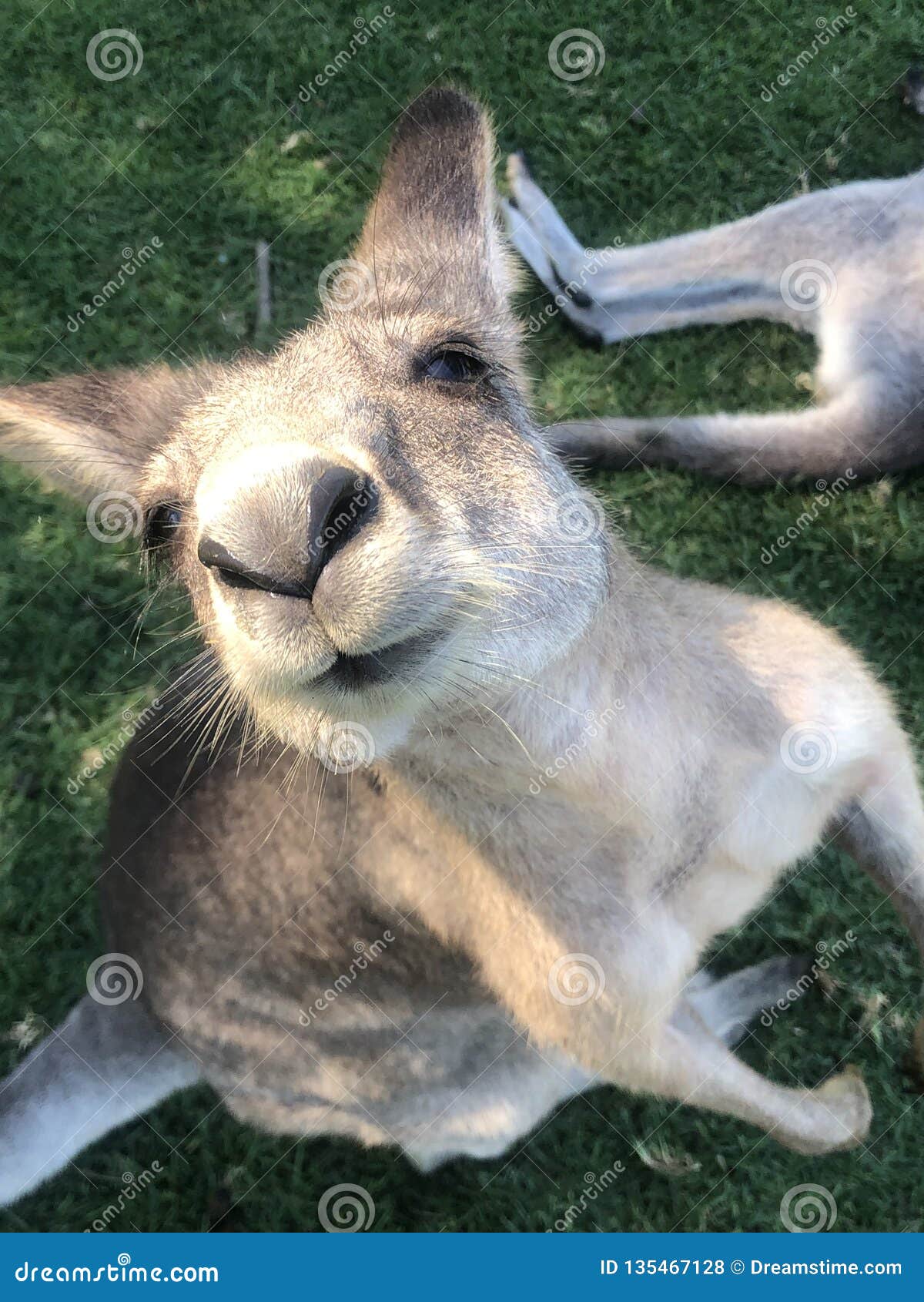 KANGAROO CUTE FACE stock photo. Image of hang, kangaroo - 135467128
