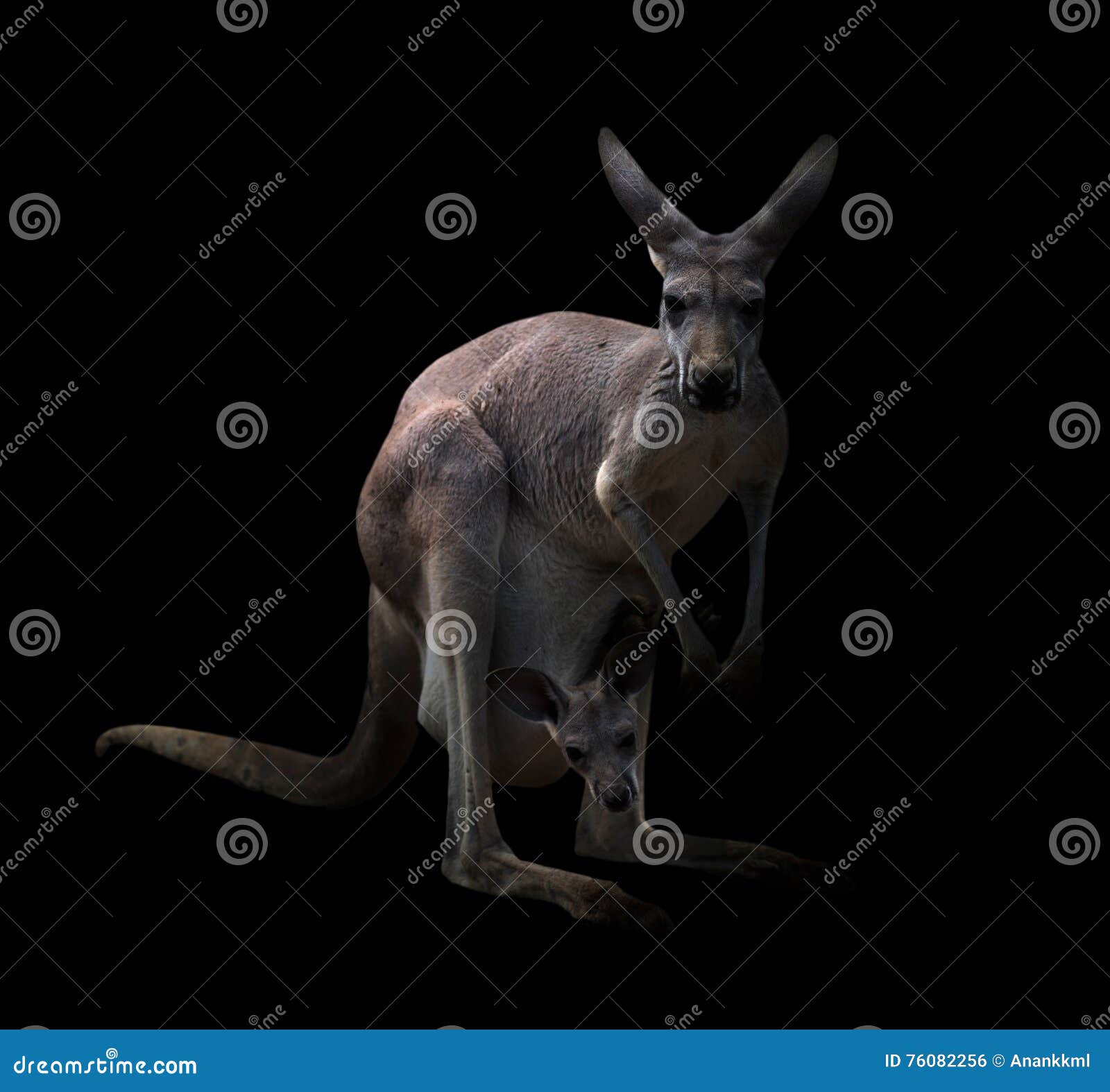 Kangaroo in the dark stock photo. Image of native, animal - 76082256
