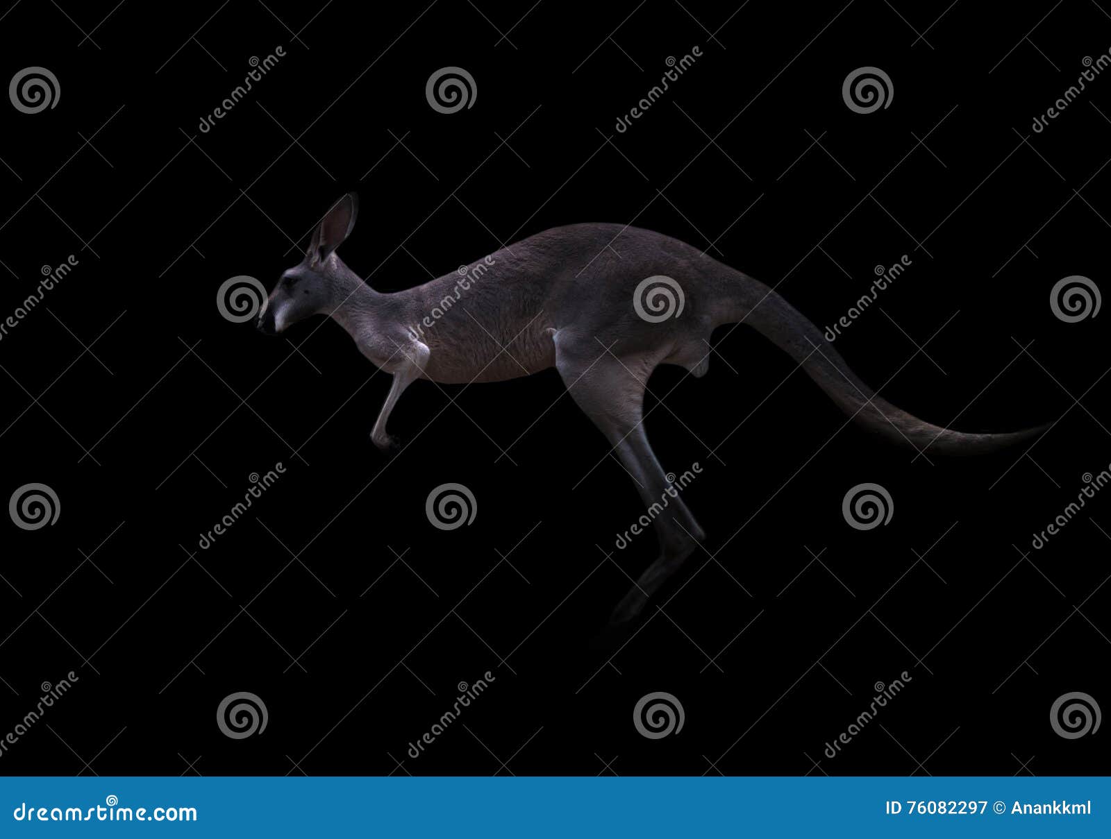 Kangaroo in the dark stock image. Image of dawn, mammal - 76082297