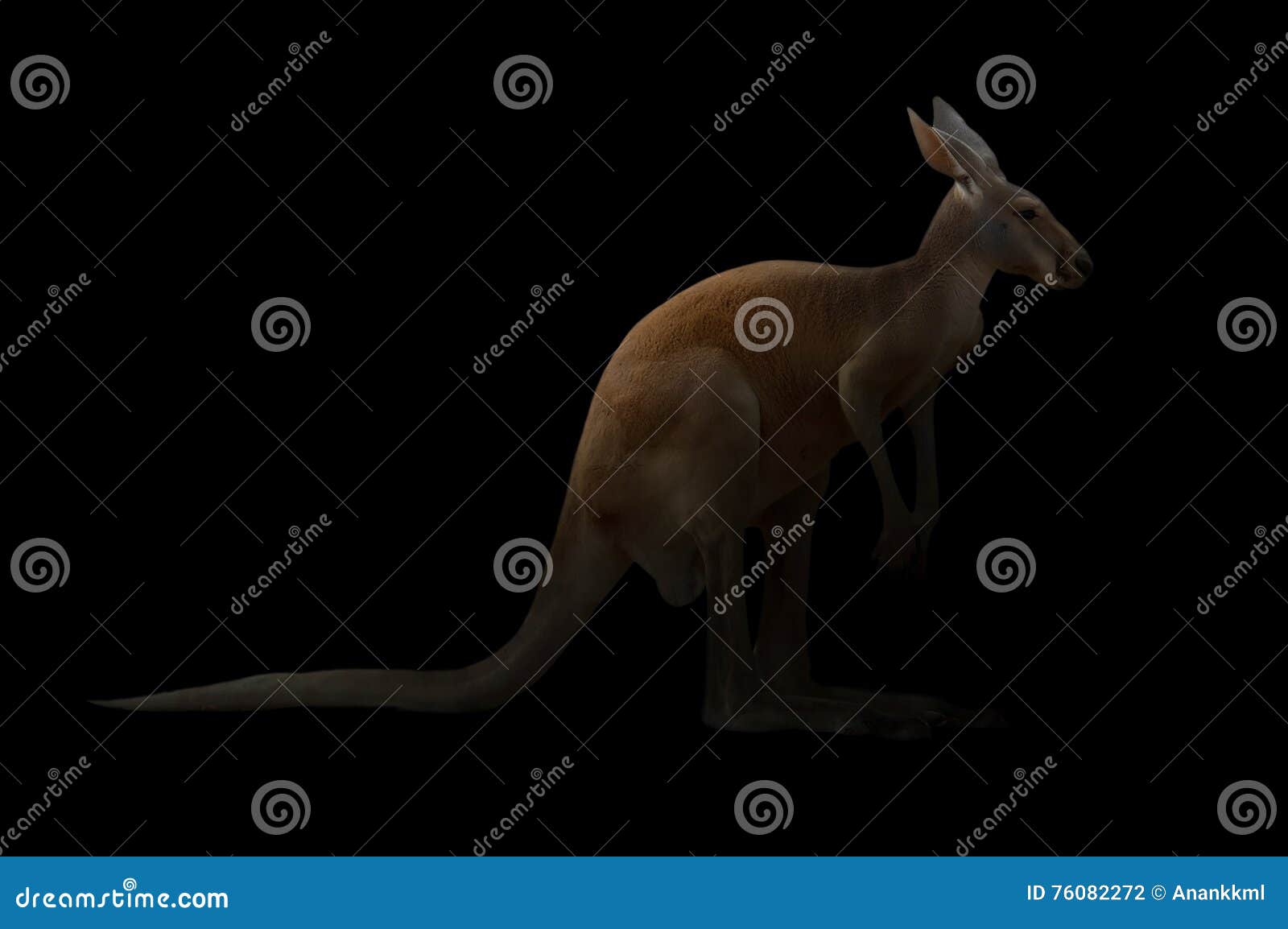 Kangaroo in the dark stock photo. Image of baby, spotlight - 76082272
