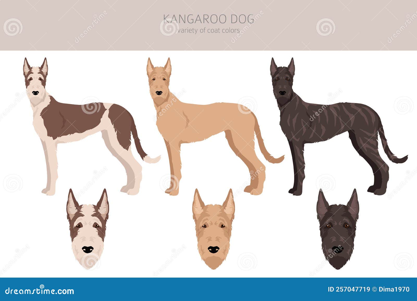 Kangaroo Dog Clipart. Different Coat Colors Set Stock Vector ...
