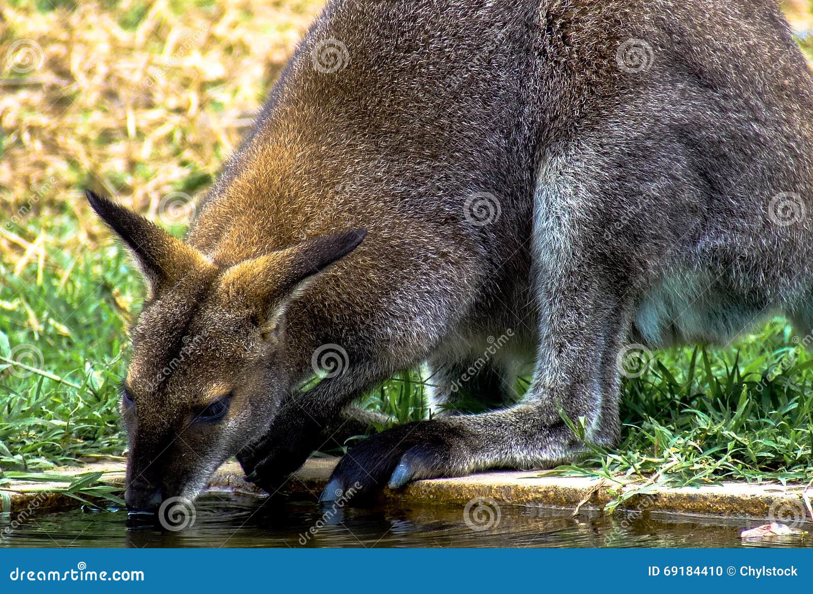Kangaroo drinking water stock photo. Image of jump, native - 69184410