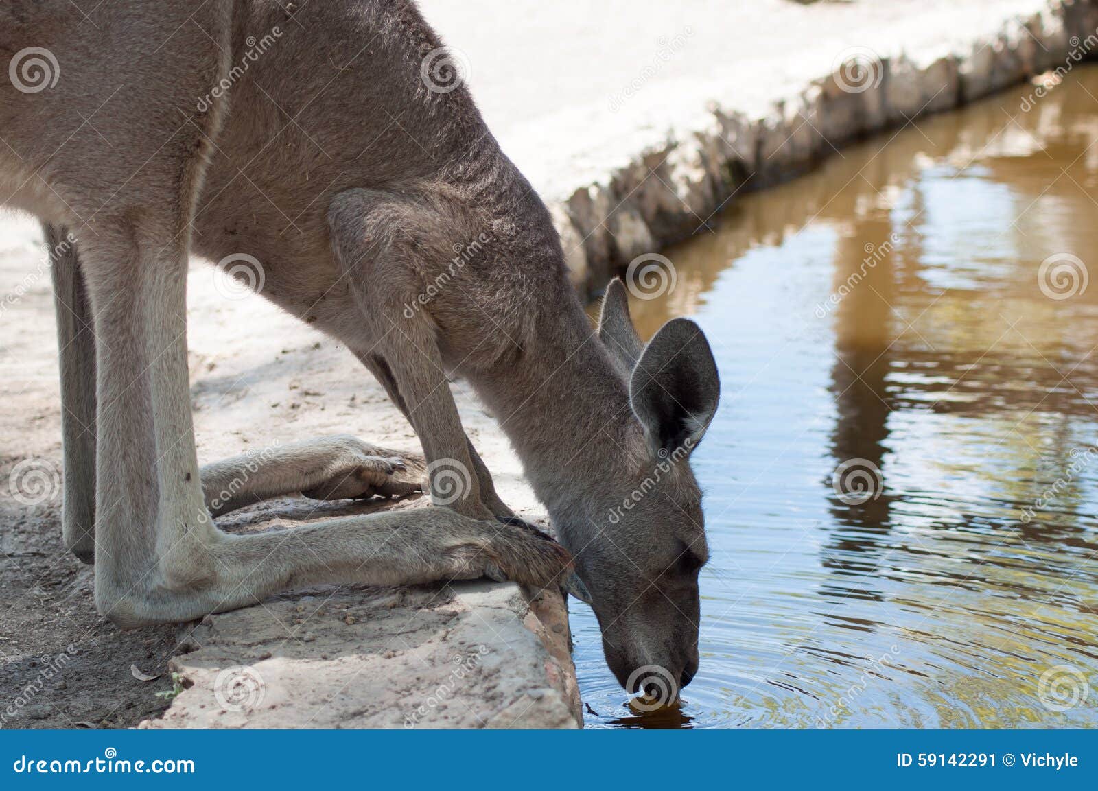 Kangaroo Drinks Water at the Zoo Stock Image - Image of movement ...