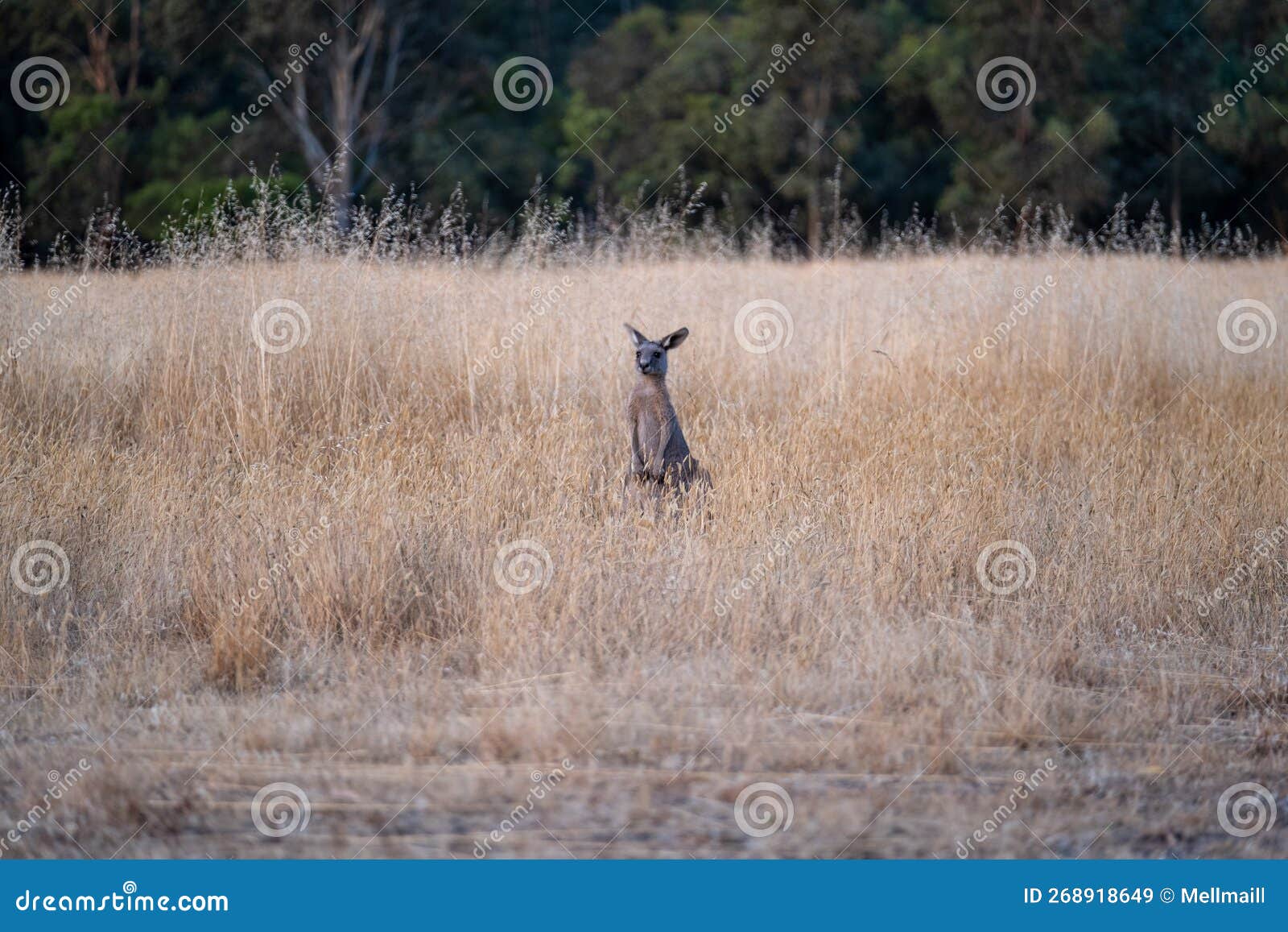 Back Lit Australian Native Yellow Kangaroo Paw Flowers Stock Image ...