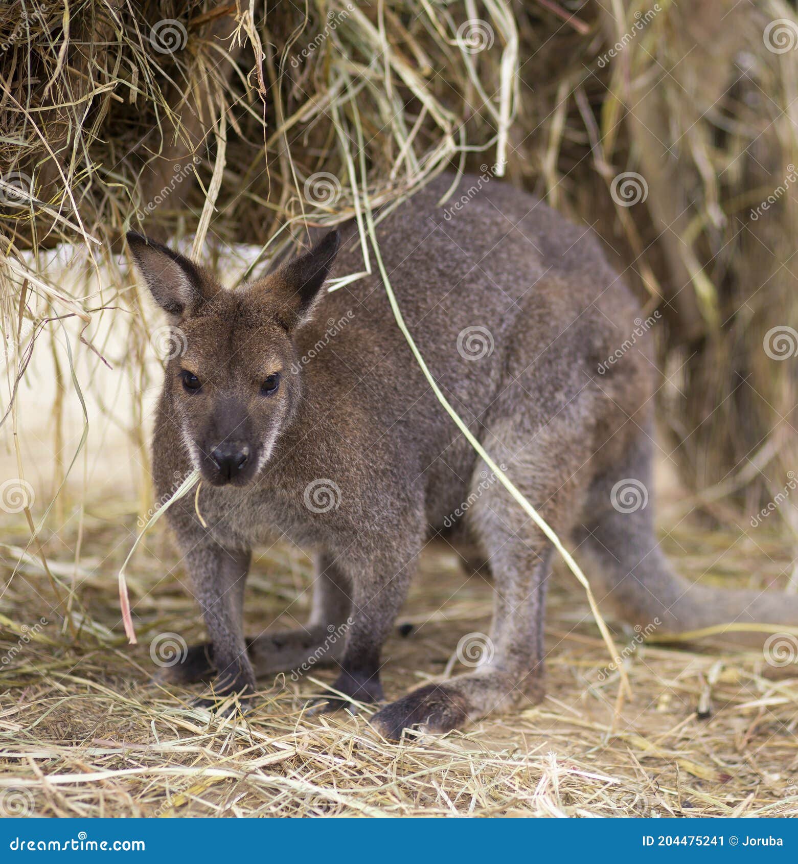 577 Kangaroo Eat Photos - Free & Royalty-Free Stock Photos from Dreamstime