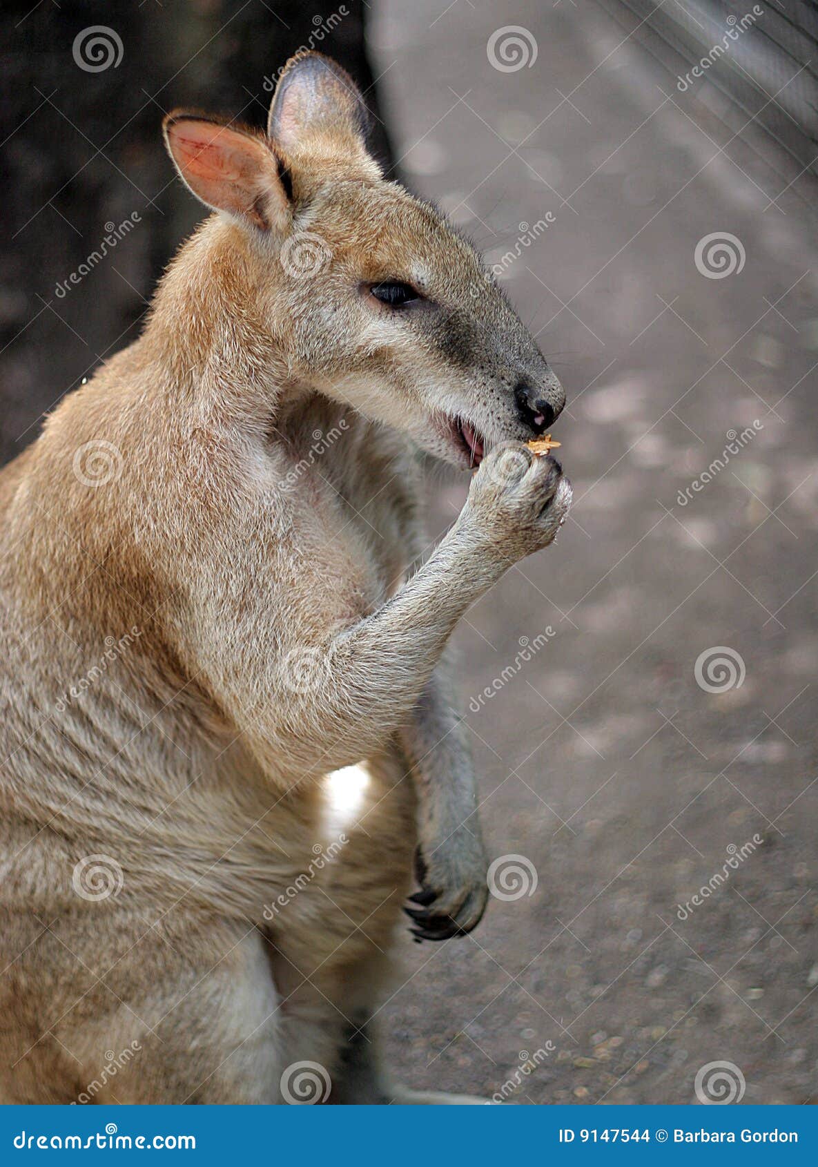 Royalty Free Images, Cartoons, Illustrations And Photos Designed By ...