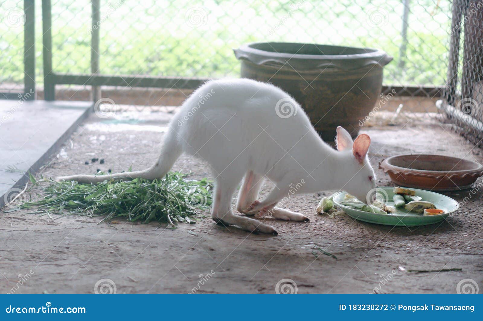 Kangaroo Eating Food in the Zoo Stock Photo - Image of kangaroo ...