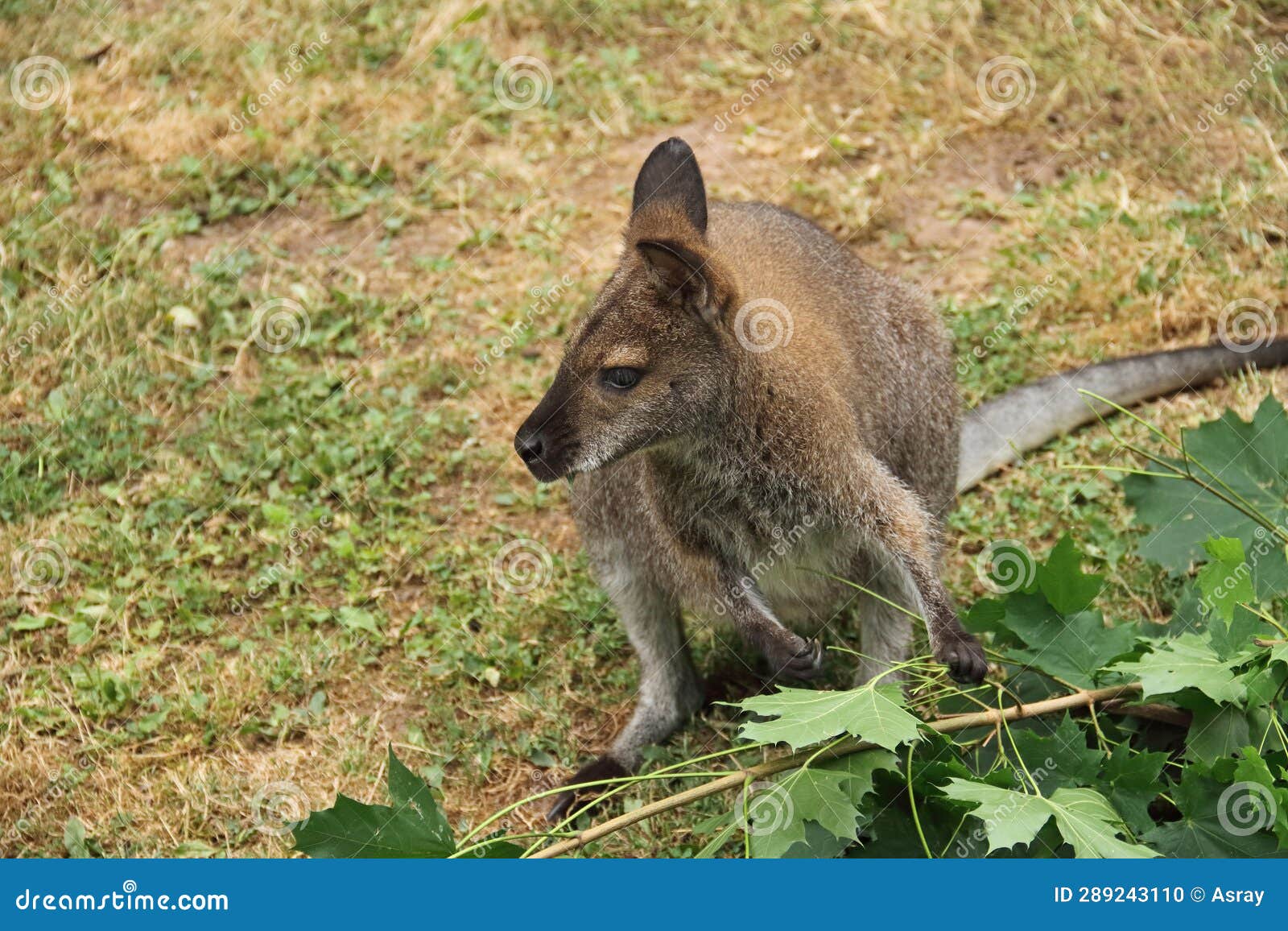 Kangaroo Eating Fresh Maple Leaves Stock Photo - Image of animal ...