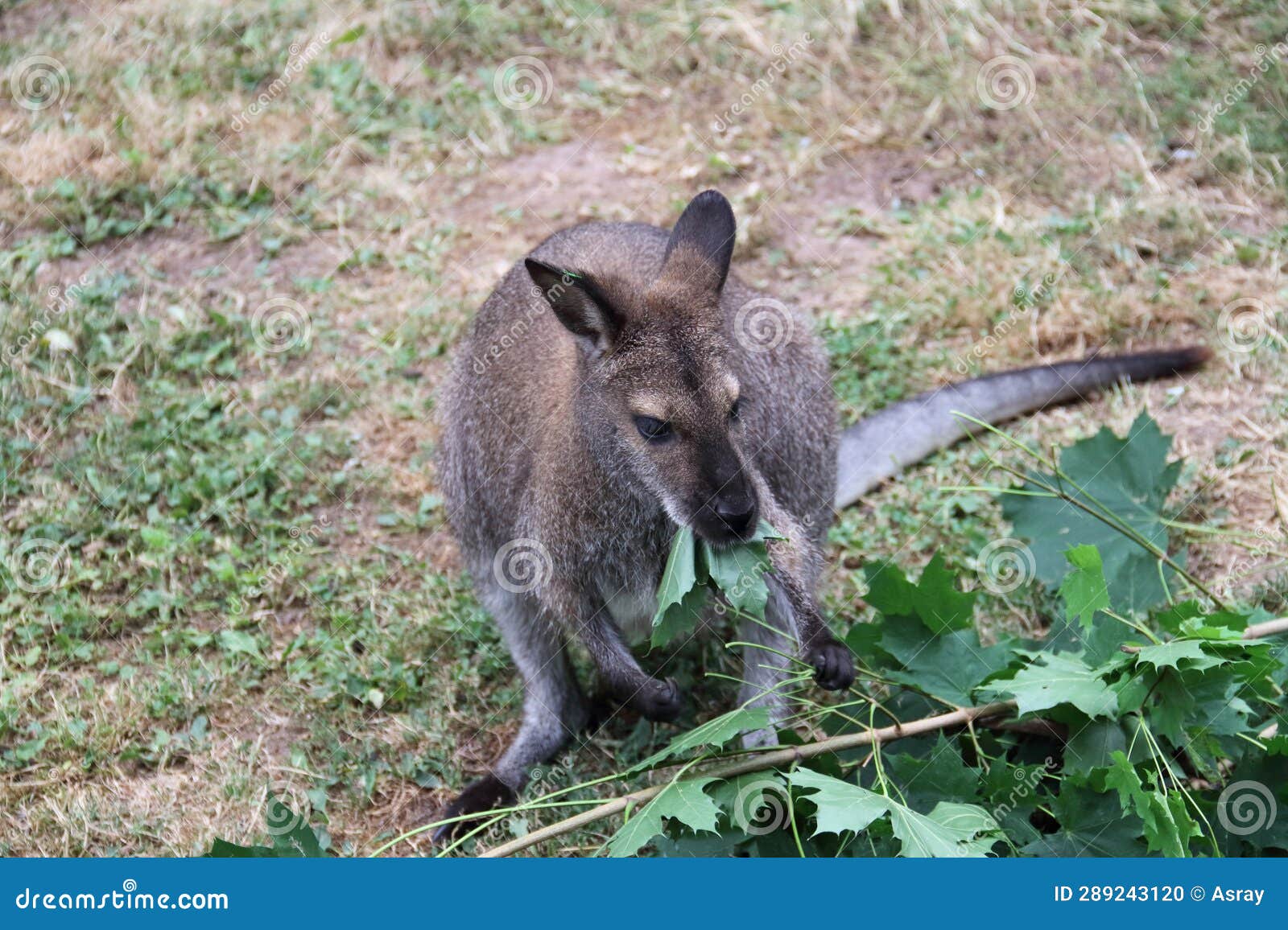One Kangaroo in German Zoo Eating Fresh Maple Leaves Stock Photo ...