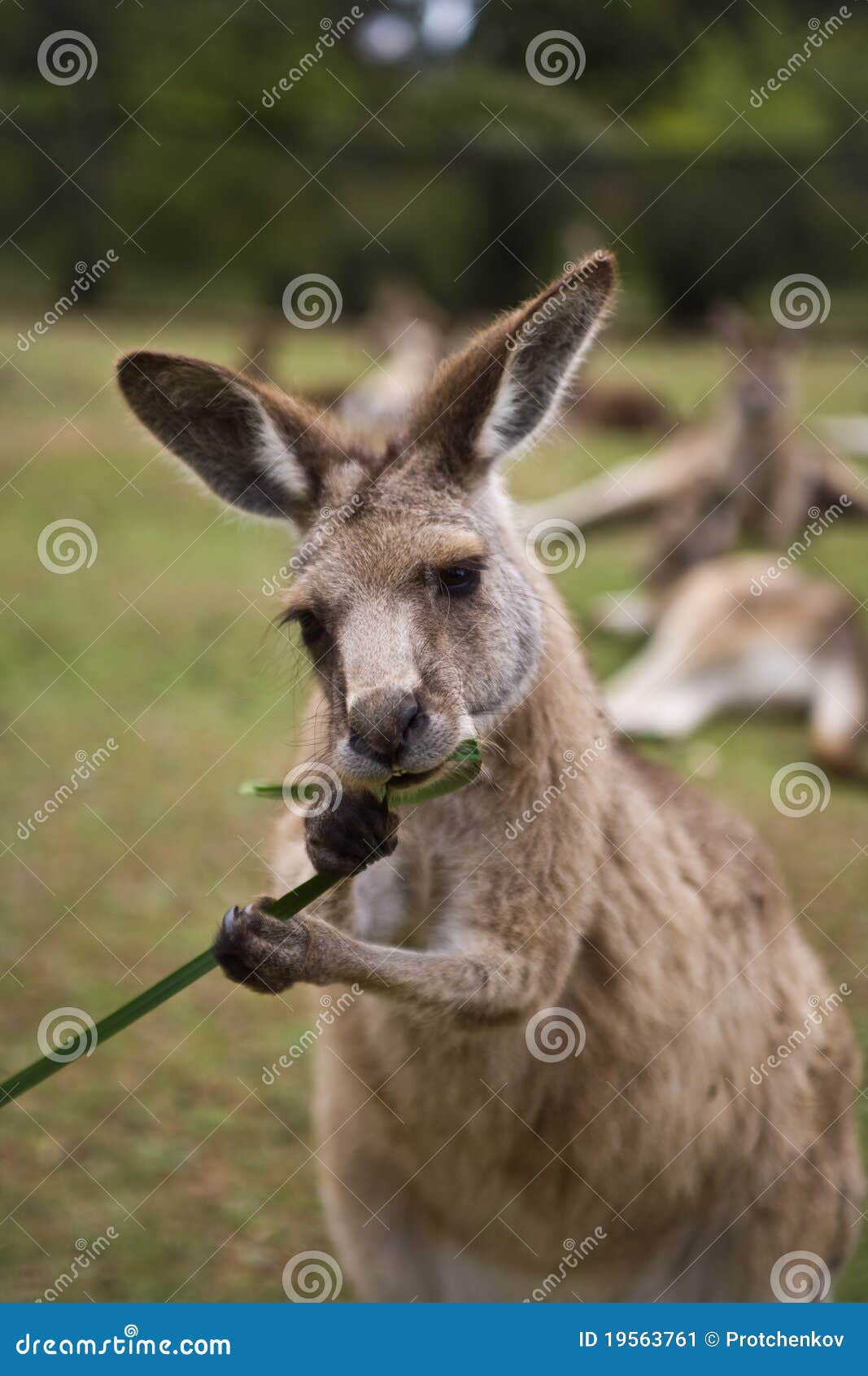 Kangaroo Eating Grass Stock Image - Image: 19563761