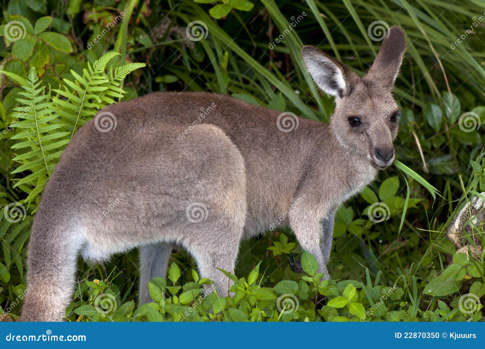 Kangaroo Eating Grass. stock photo. Image of bush, species - 22870350